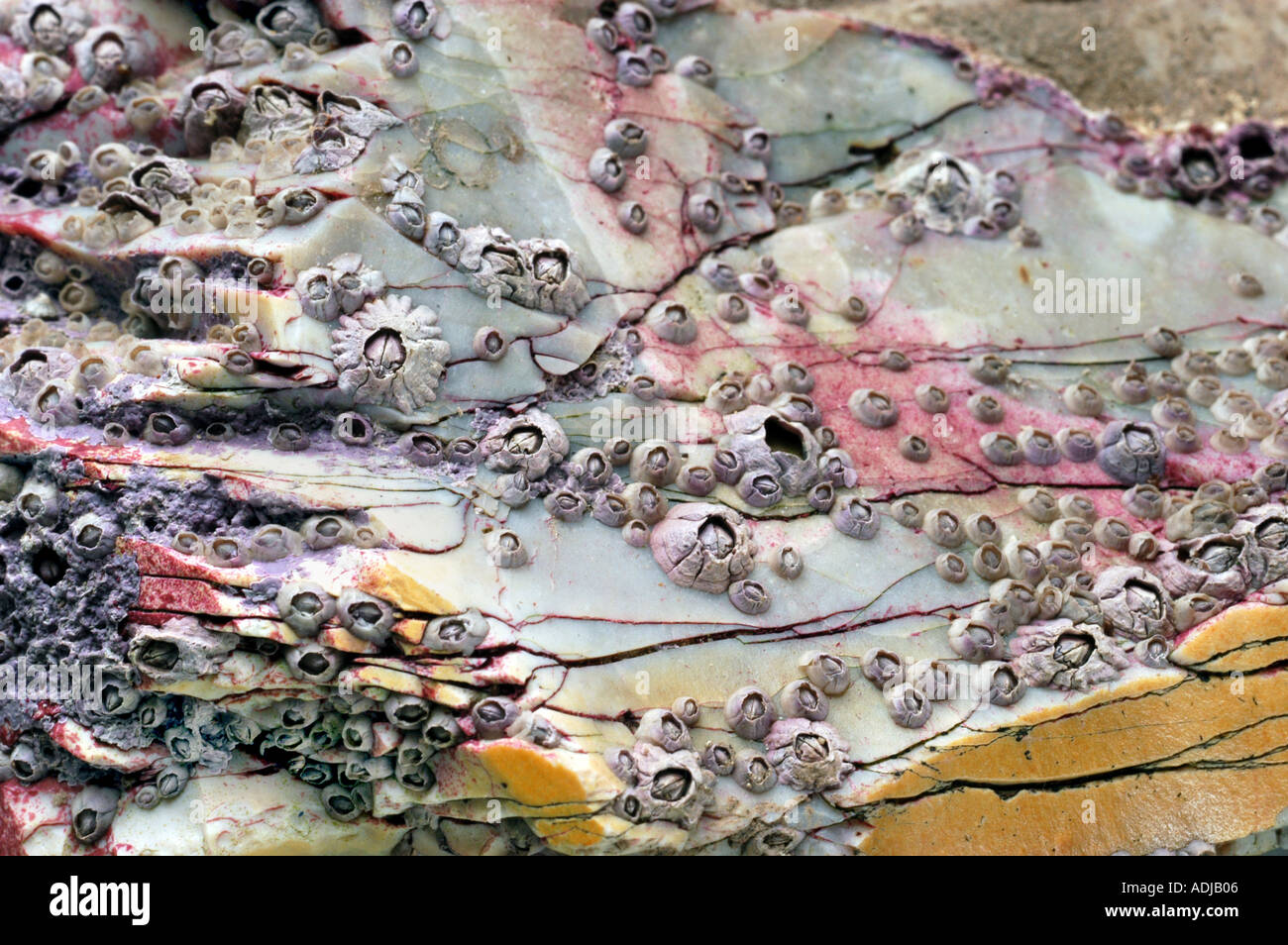 COLONY OF BARNACLES ON ROCK -CLOSE UP Stock Photo - Alamy