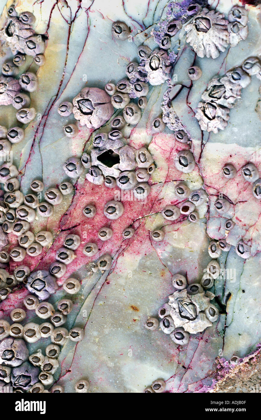 Cluster barnacles on rock hi-res stock photography and images - Alamy