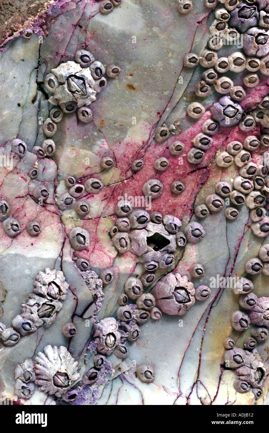 COLONY OF BARNACLES ON ROCK -CLOSE UP Stock Photo - Alamy