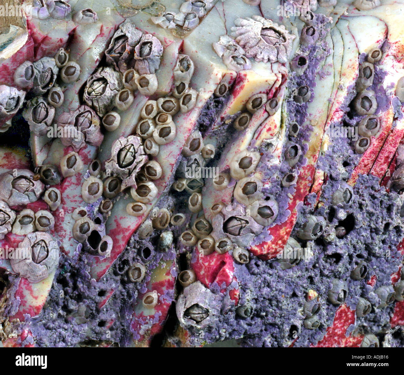 Barnacles on rock hi-res stock photography and images - Alamy