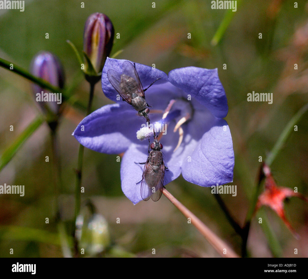 FLIES FEEDING ON NECTAR INSIDE A HAREBELL Stock Photo - Alamy