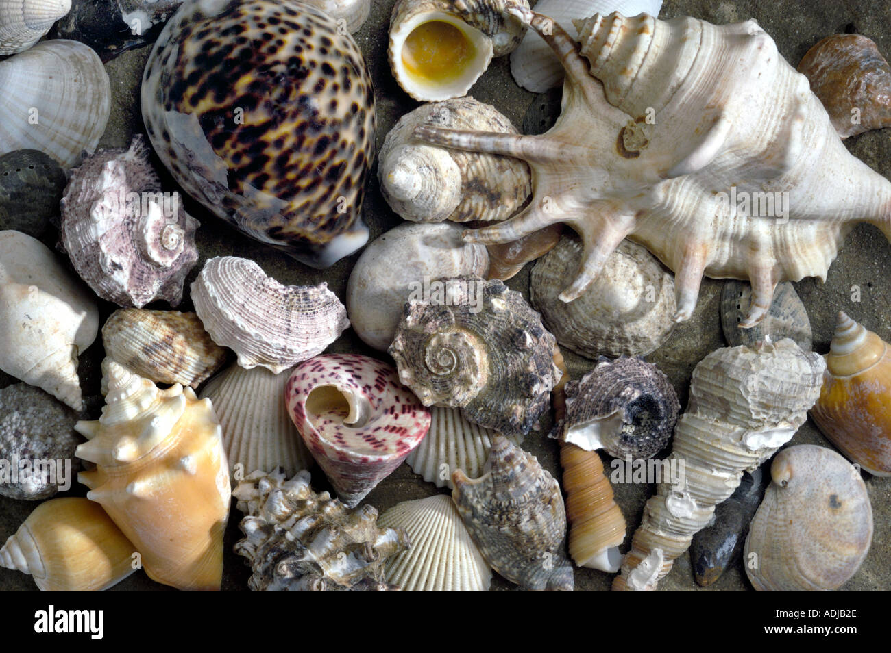 ASSORTED SHELLS AS A STILL LIFE Stock Photo - Alamy