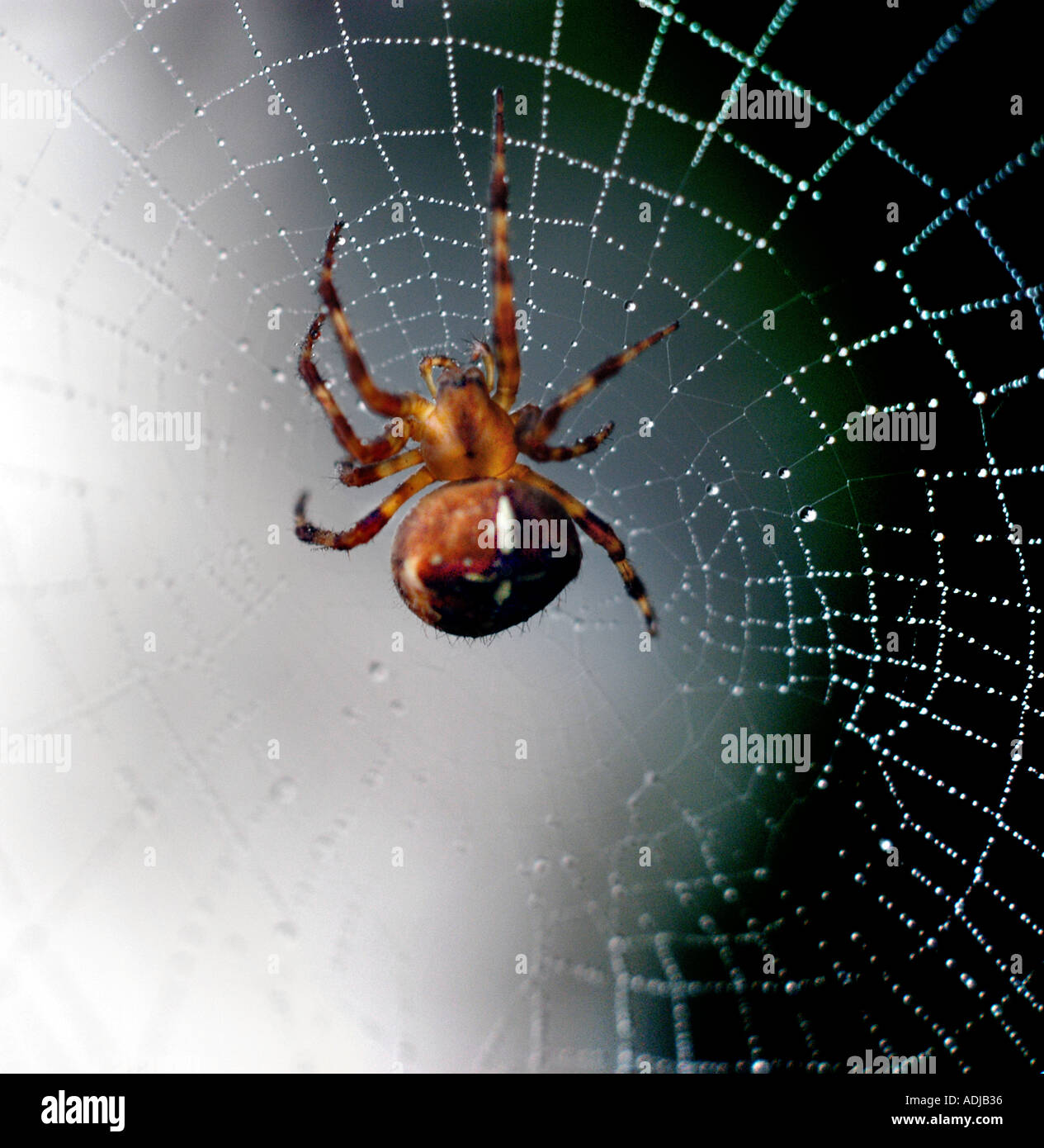 SPIDER ON WEB Stock Photo - Alamy