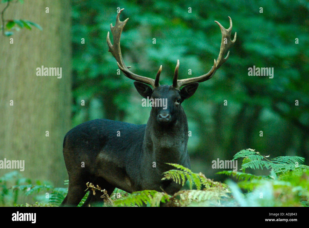 Fallow deer stag Stock Photo - Alamy