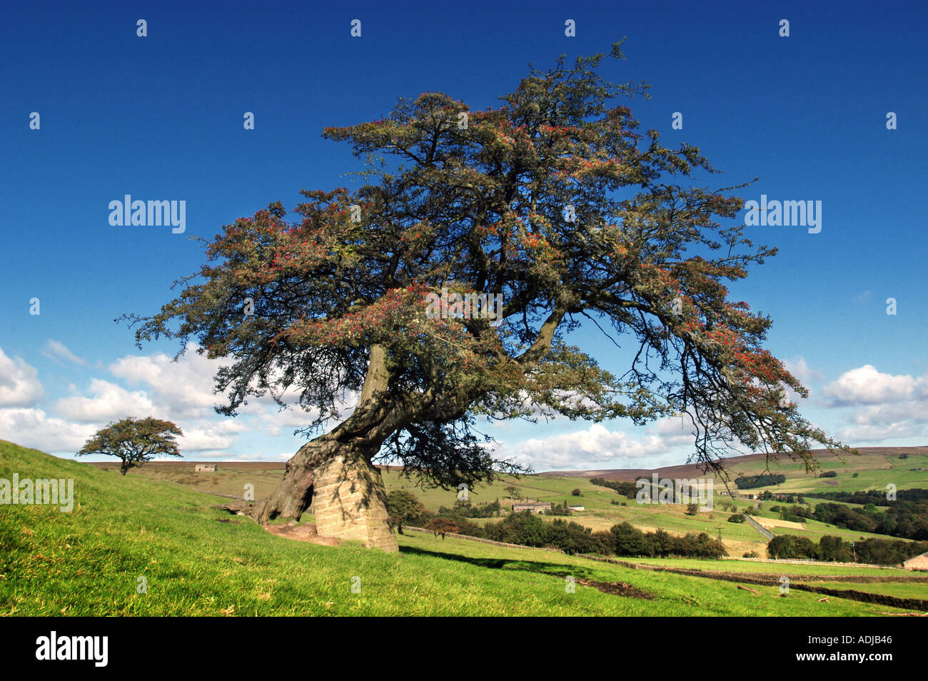 LEANING TREE SUPPORTED BY WALL Stock Photo - Alamy