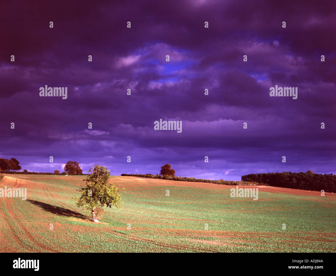 Sunlit tree and stormy sky Stock Photo - Alamy