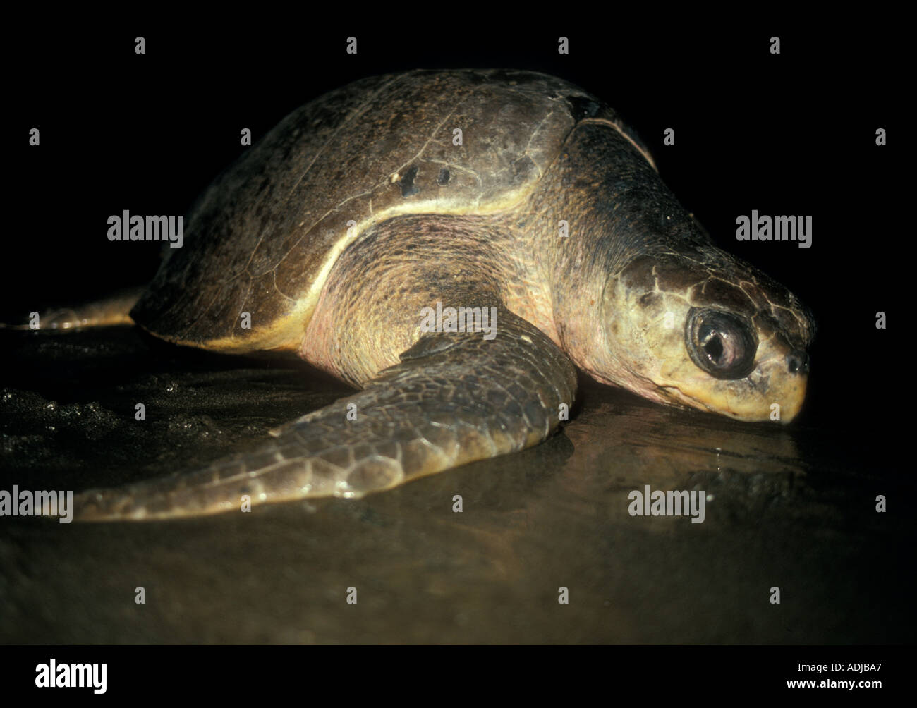 Olive ridley hi-res stock photography and images - Alamy