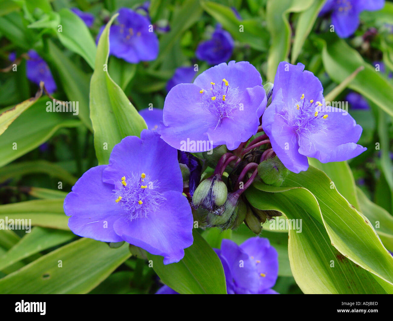 Tradescantia andersoniana group Stock Photo - Alamy