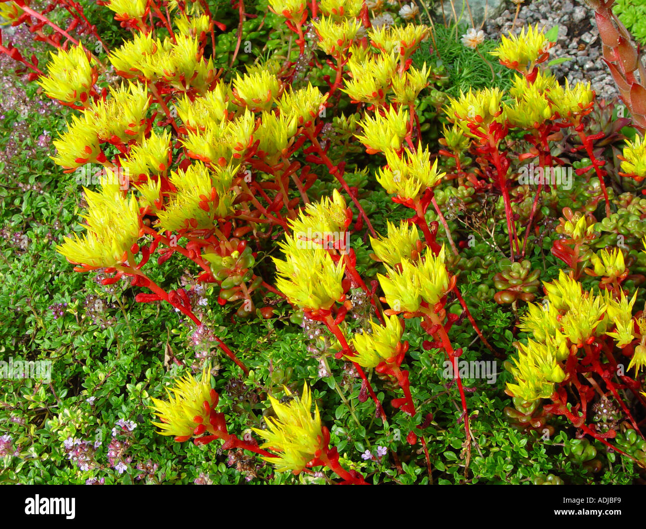 Sedum obtusatum Alpine rockery or wall plant Dwarf habit Stock Photo ...