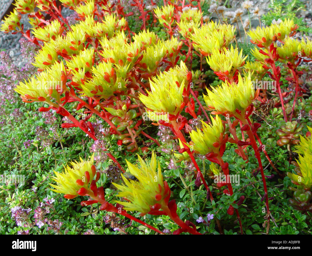 Sedum obtusatum Alpine rockery or wall plant Dwarf habit Stock Photo ...