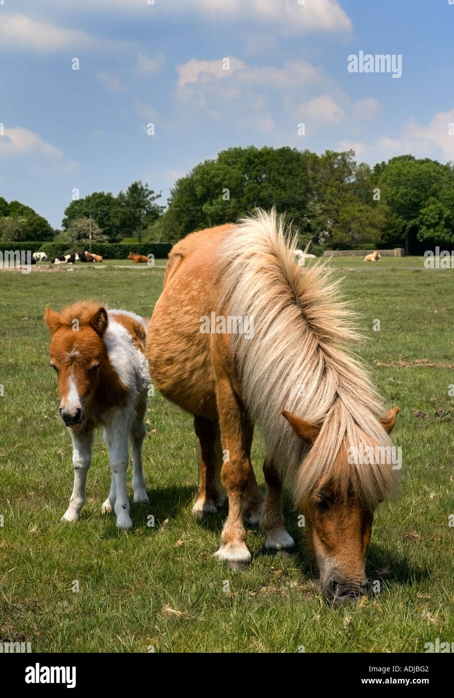 Shetland Ponies - Mare and Foal. Stoney Cross, New Forest, Hampshire ...