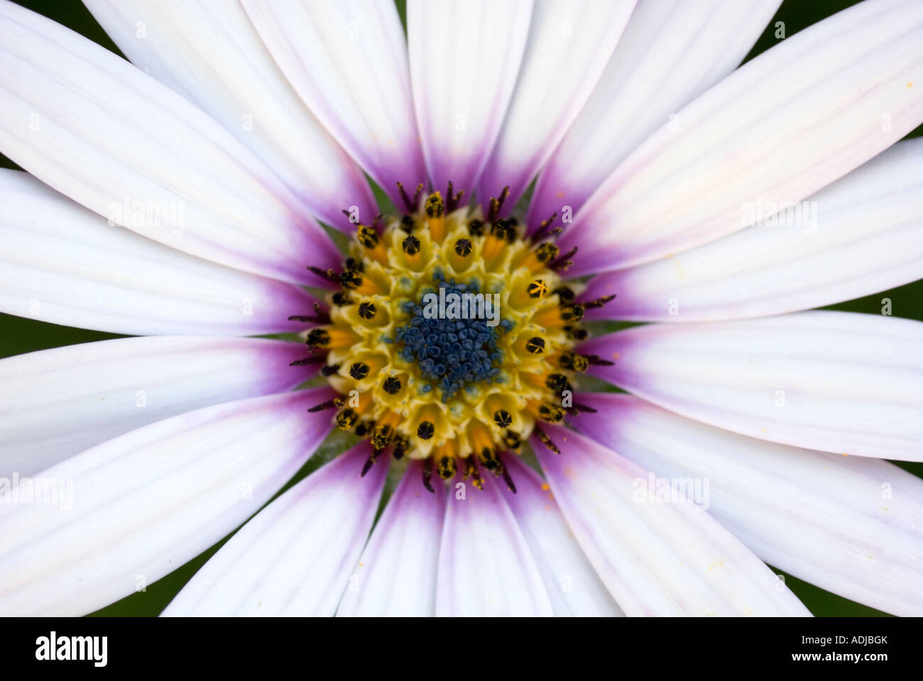 A close up of a Veldt daisy with purple and yellow centre and white ...