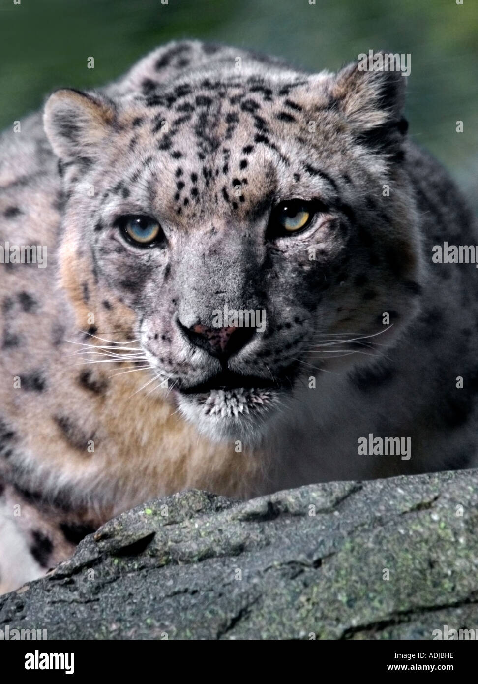 Breeding of snow leopards hi-res stock photography and images - Alamy