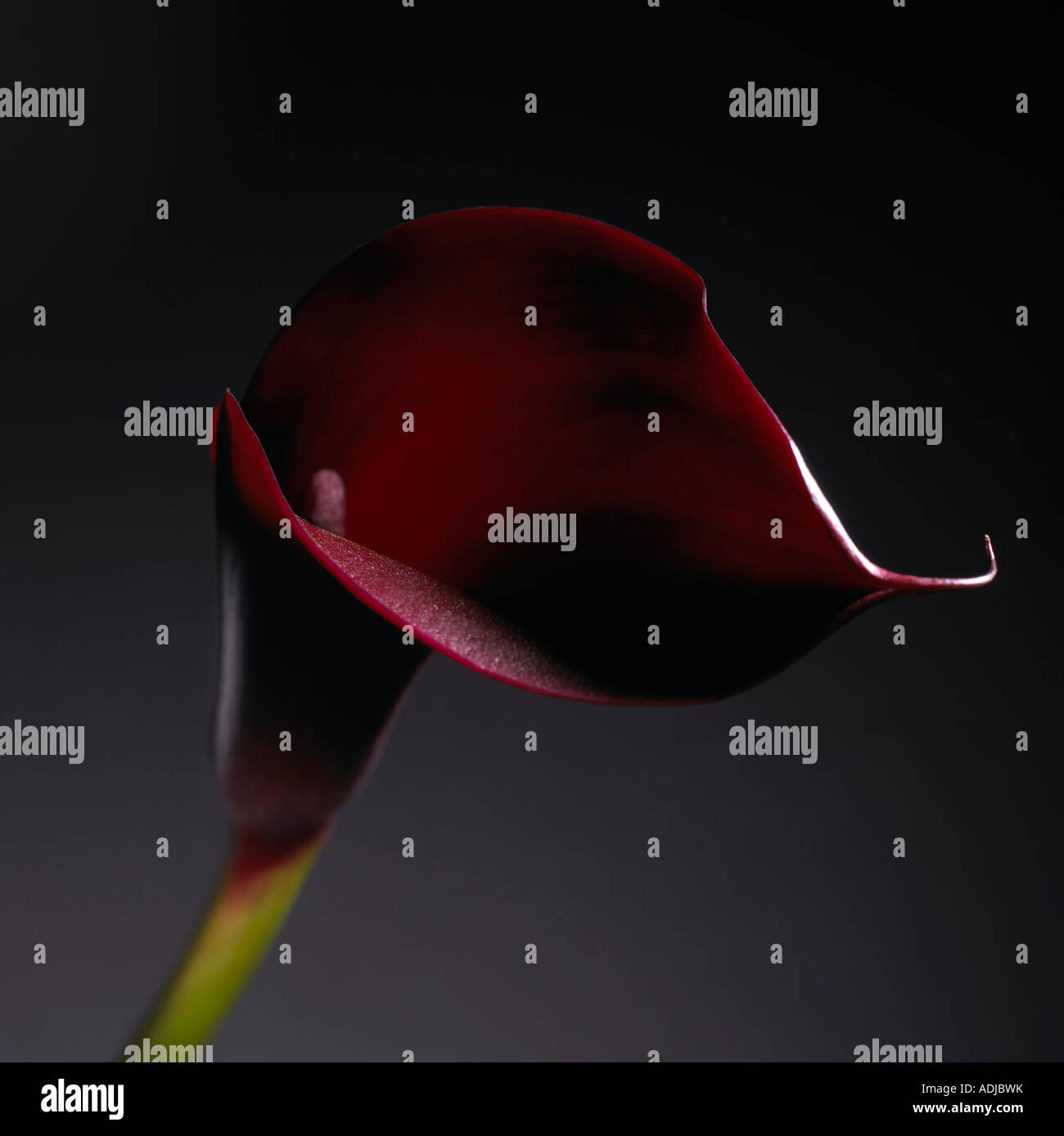 Single Lilly black background Stock Photo - Alamy