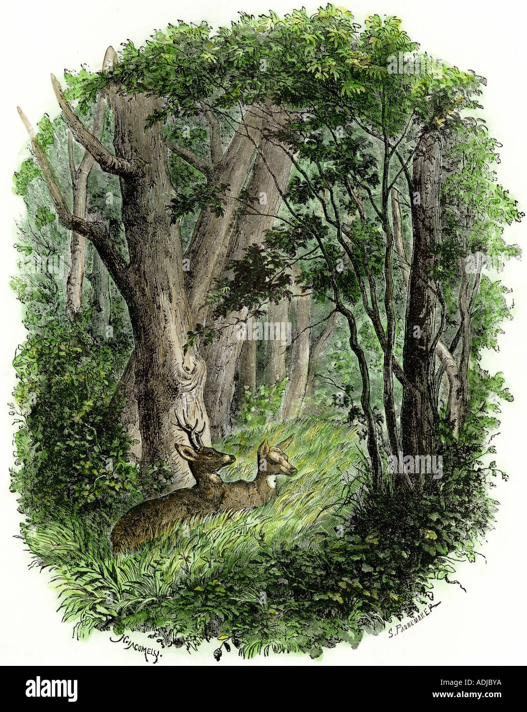 Buck and doe in a peaceful forest. Hand-colored woodcut Stock Photo - Alamy