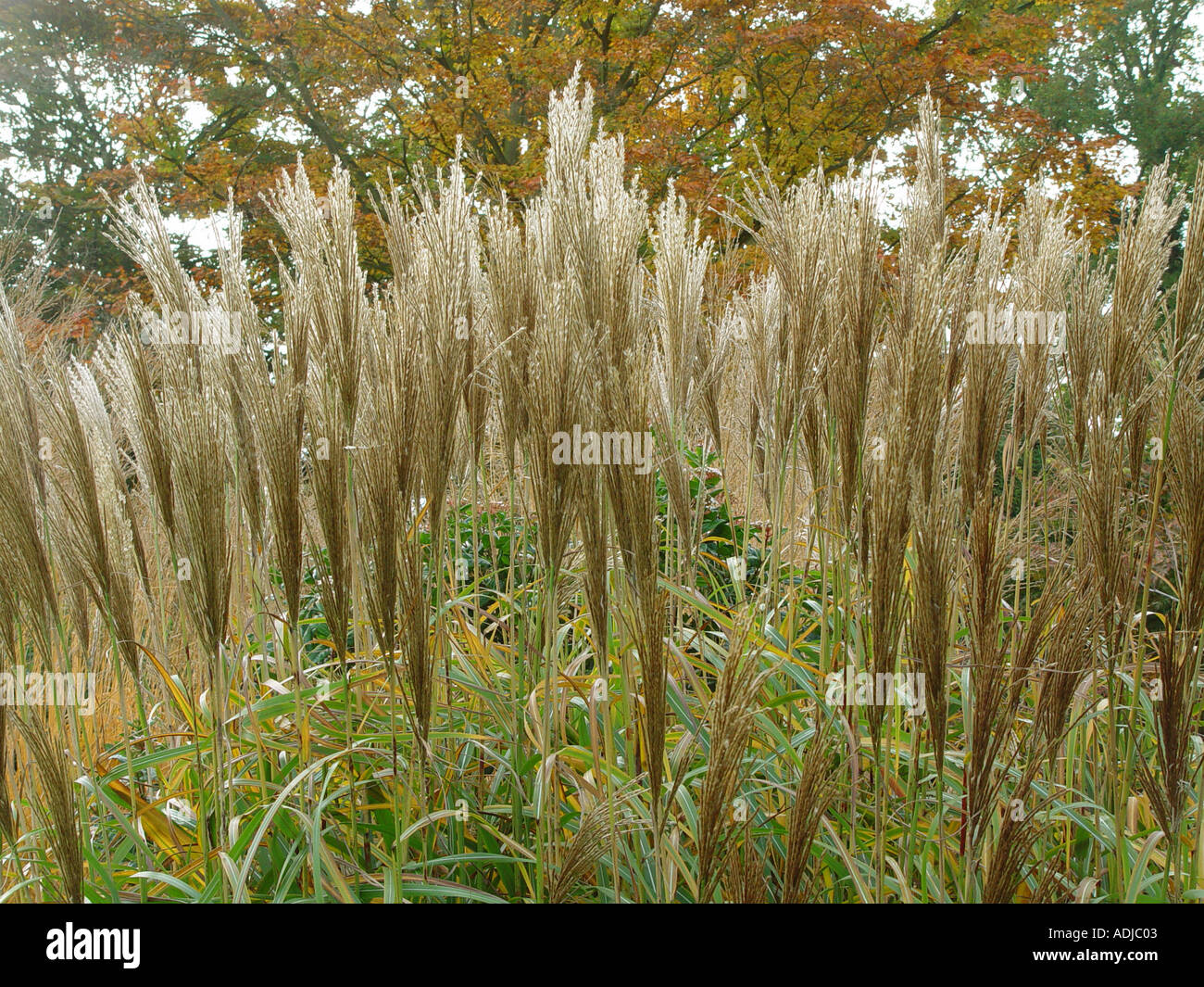 Miscanthus sinensis Rotsilber Ornamental garden grass Stock Photo - Alamy