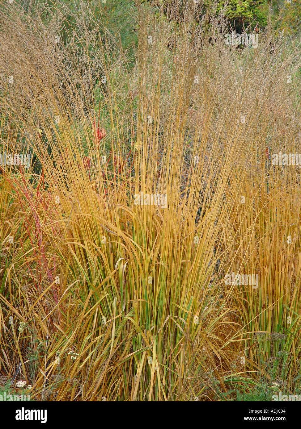 Molinea caerulea subsp arundinacea Windspiel Ornamental garden grass ...