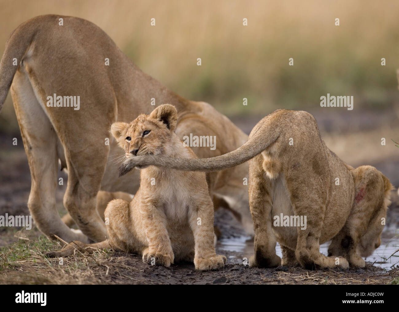 Lion cub biting tail hi-res stock photography and images - Alamy