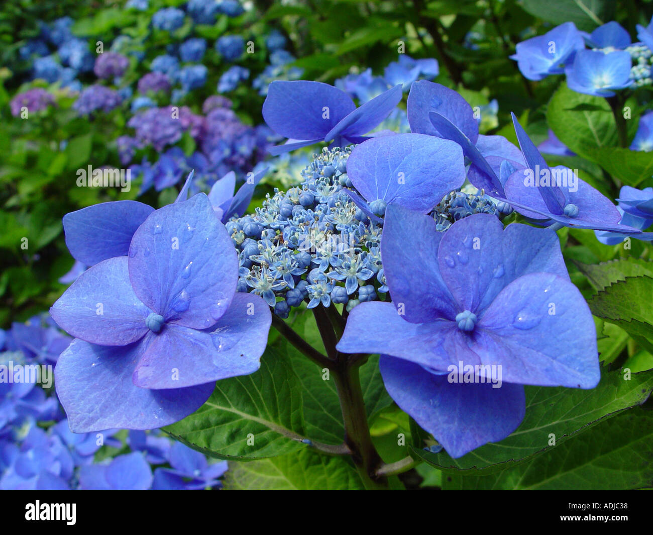 Hydrangea serrata bluebird hi-res stock photography and images - Alamy