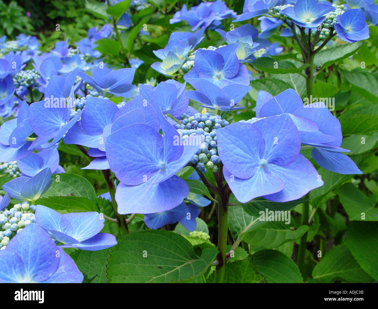 Hydrangea serrata Bluebird Stock Photo - Alamy