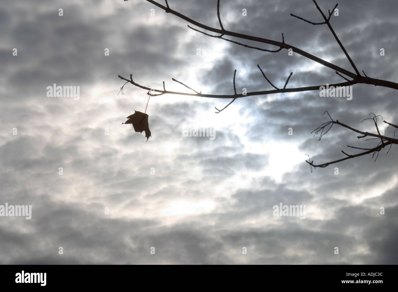 ONE LEAF LEFT on tree Stock Photo - Alamy