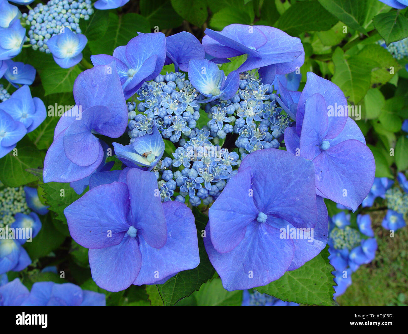 Hydrangea serrata Bluebird Stock Photo - Alamy