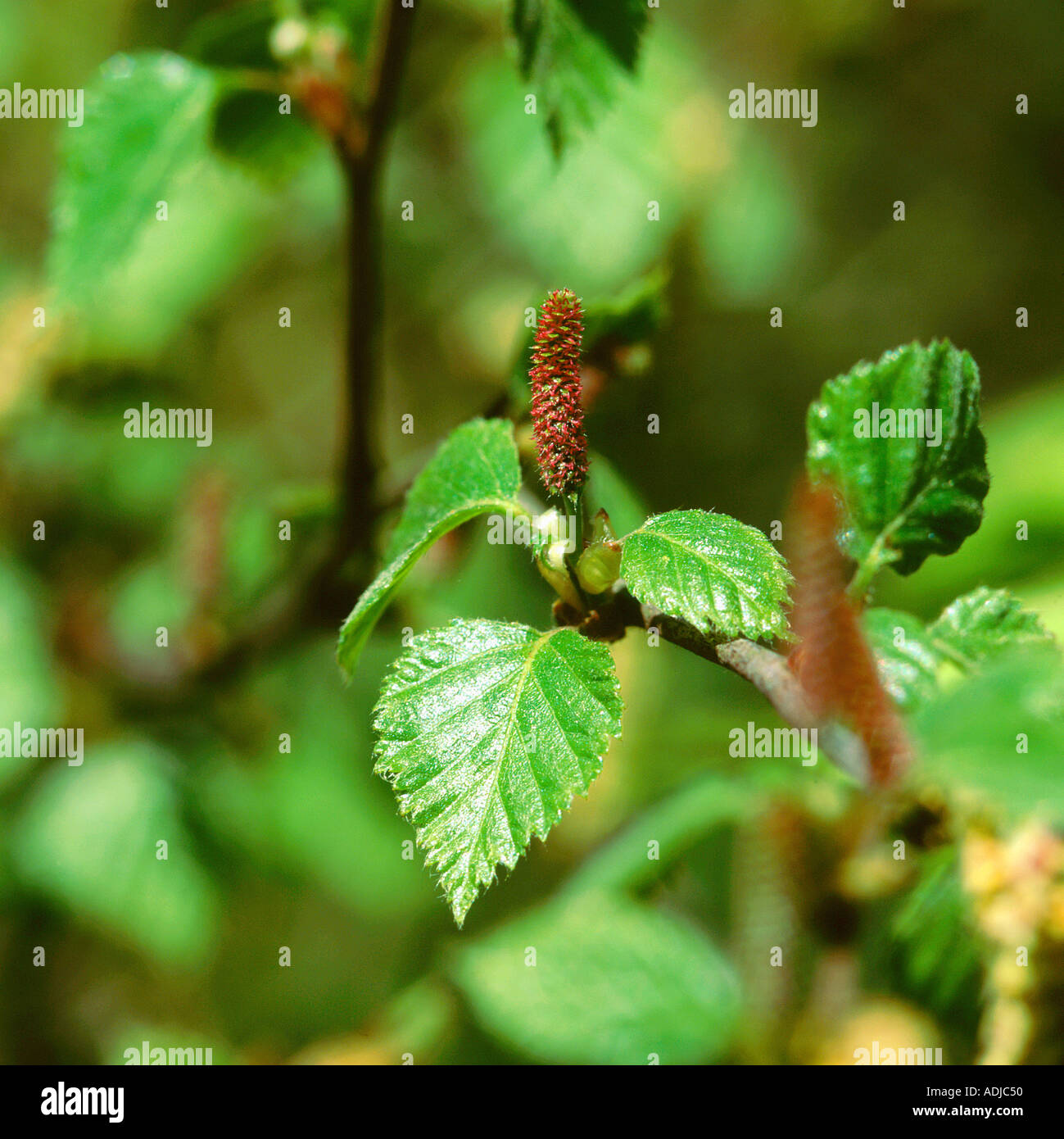 Silver Birch Betula pendula showing female catkin Stock Photo - Alamy