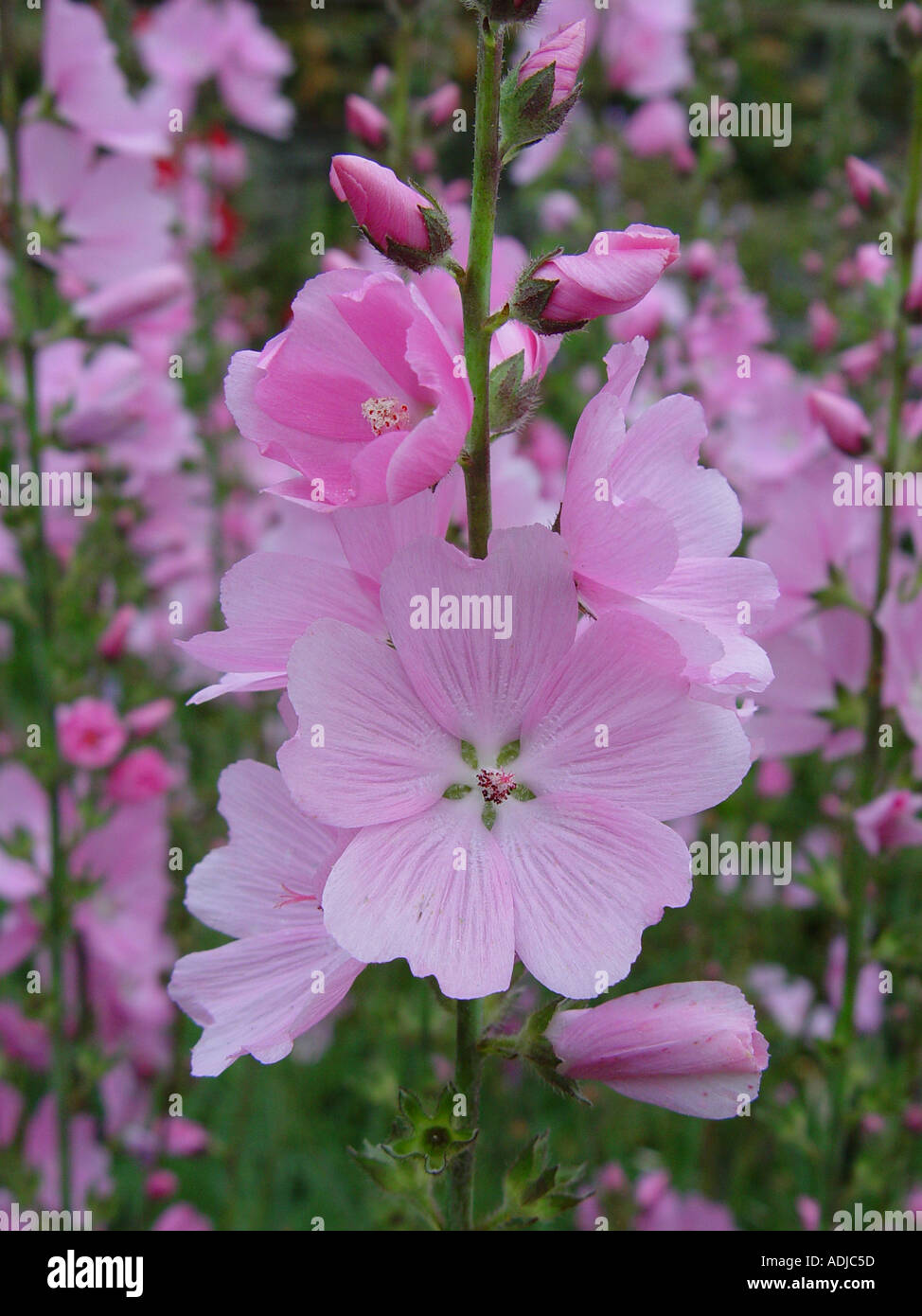 Sidalcea malviflora hi-res stock photography and images - Alamy