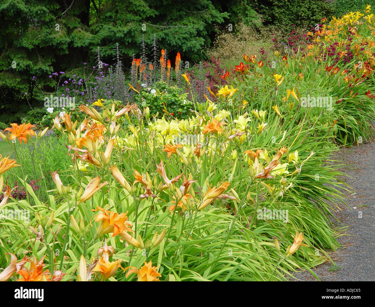 Hemerocallis border Assorted Day Lilies in mixed garden border Stock ...