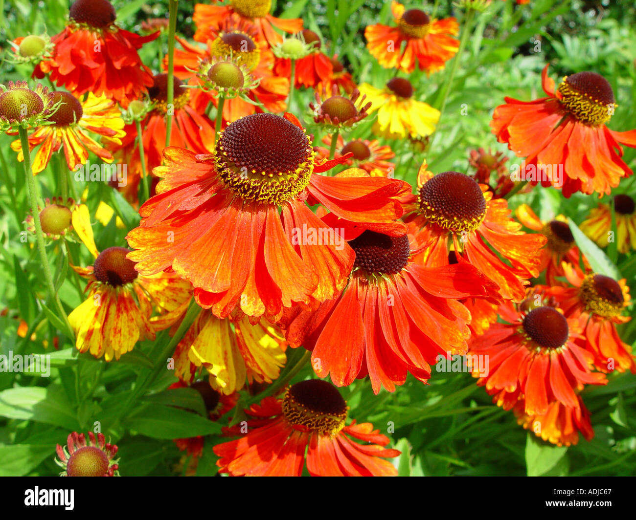 Rotgold hi-res stock photography and images - Alamy