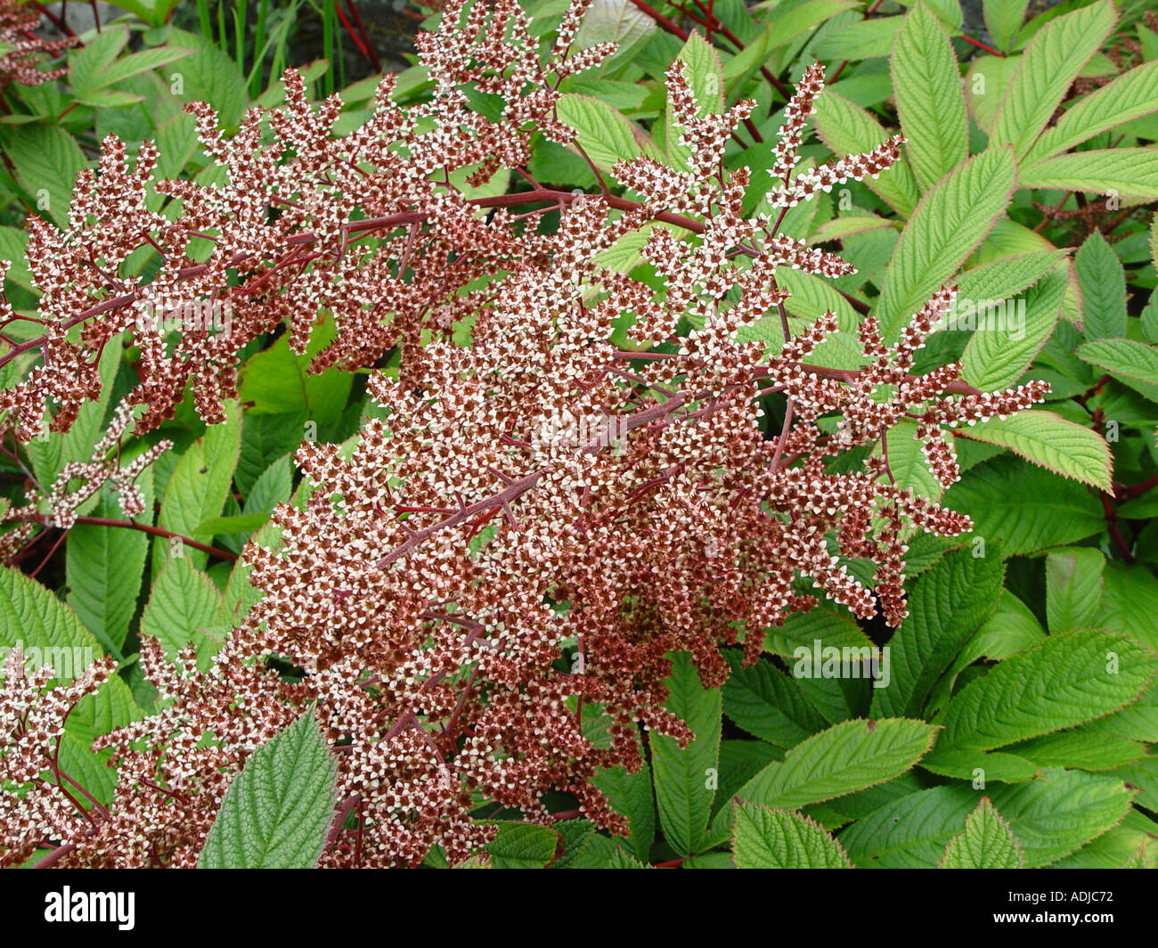 Rogersia aesculifolia Garden perennial for foliage Stock Photo - Alamy