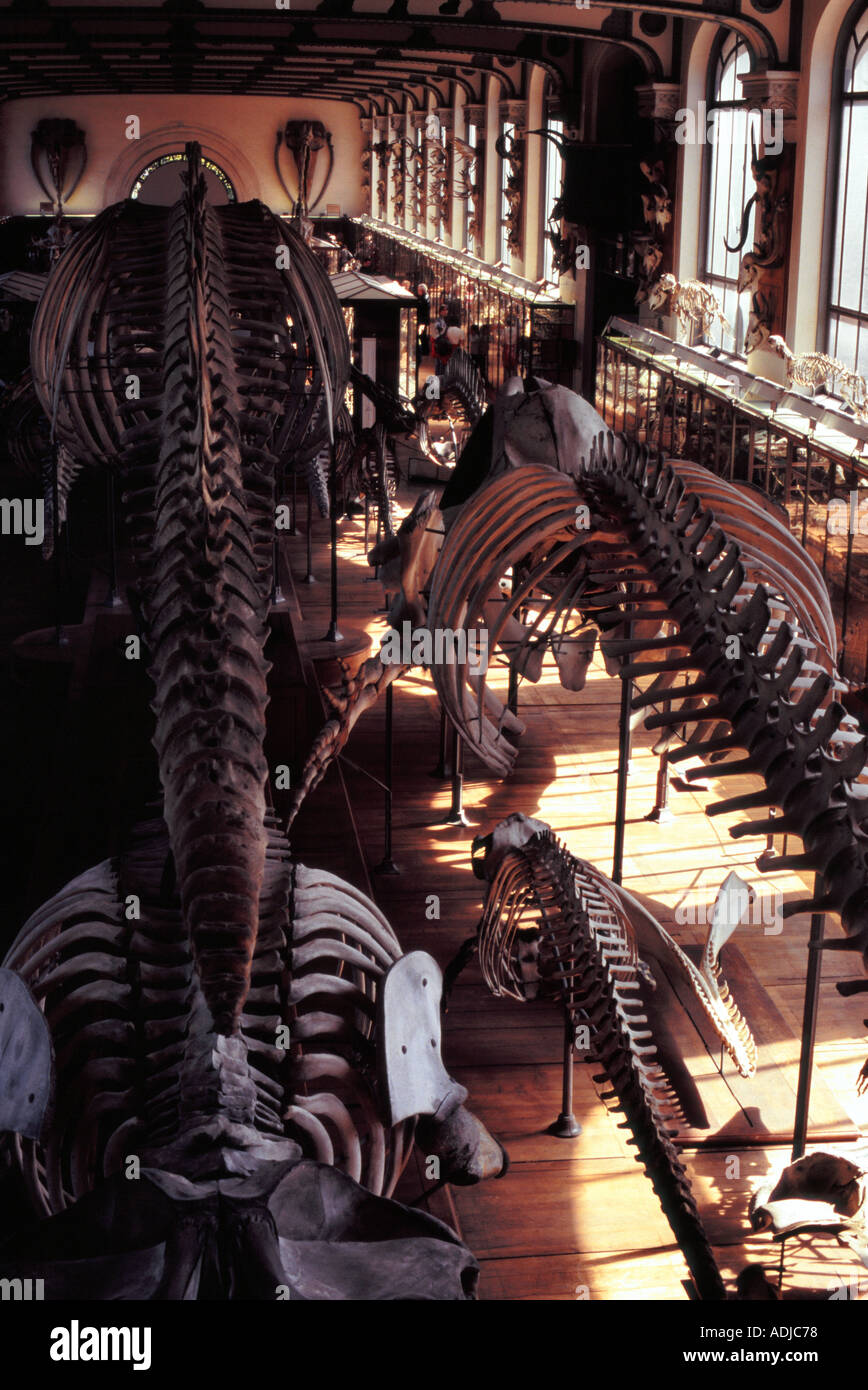 Paris Natural History Museum overview of the main hall Stock Photo - Alamy