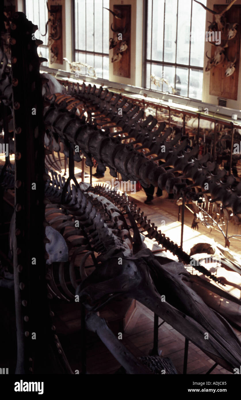 Overview of the anatomy hi-res stock photography and images - Alamy