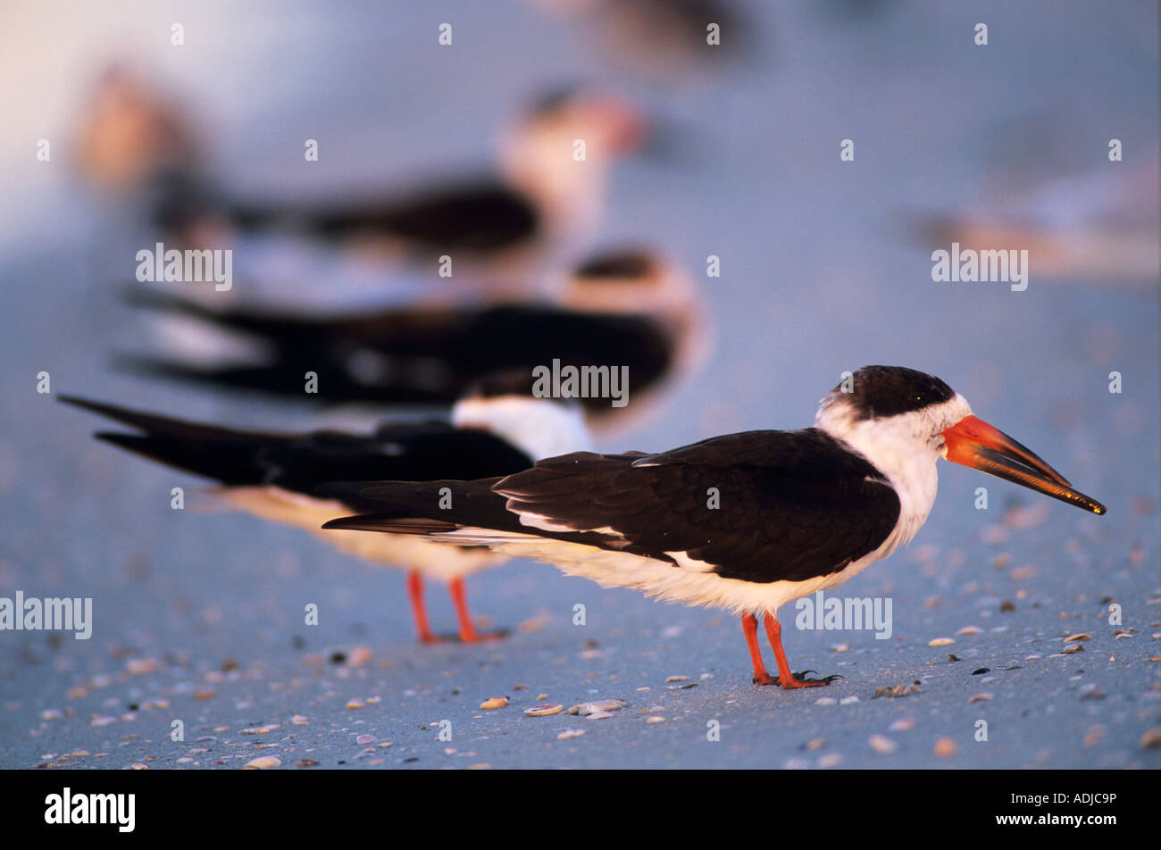 Black skimmer rynchops niger on beach hi-res stock photography and ...