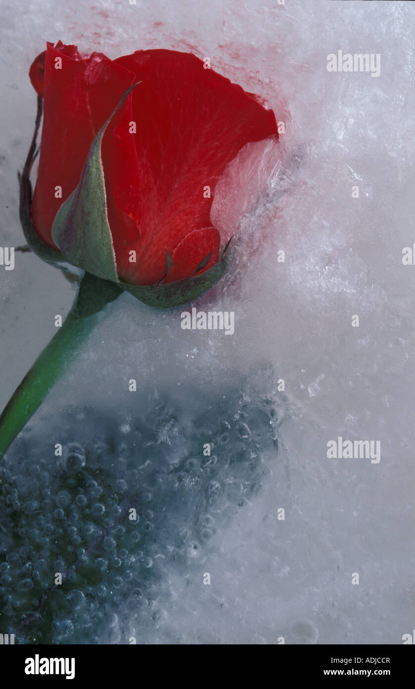 Rose encased hi-res stock photography and images - Alamy