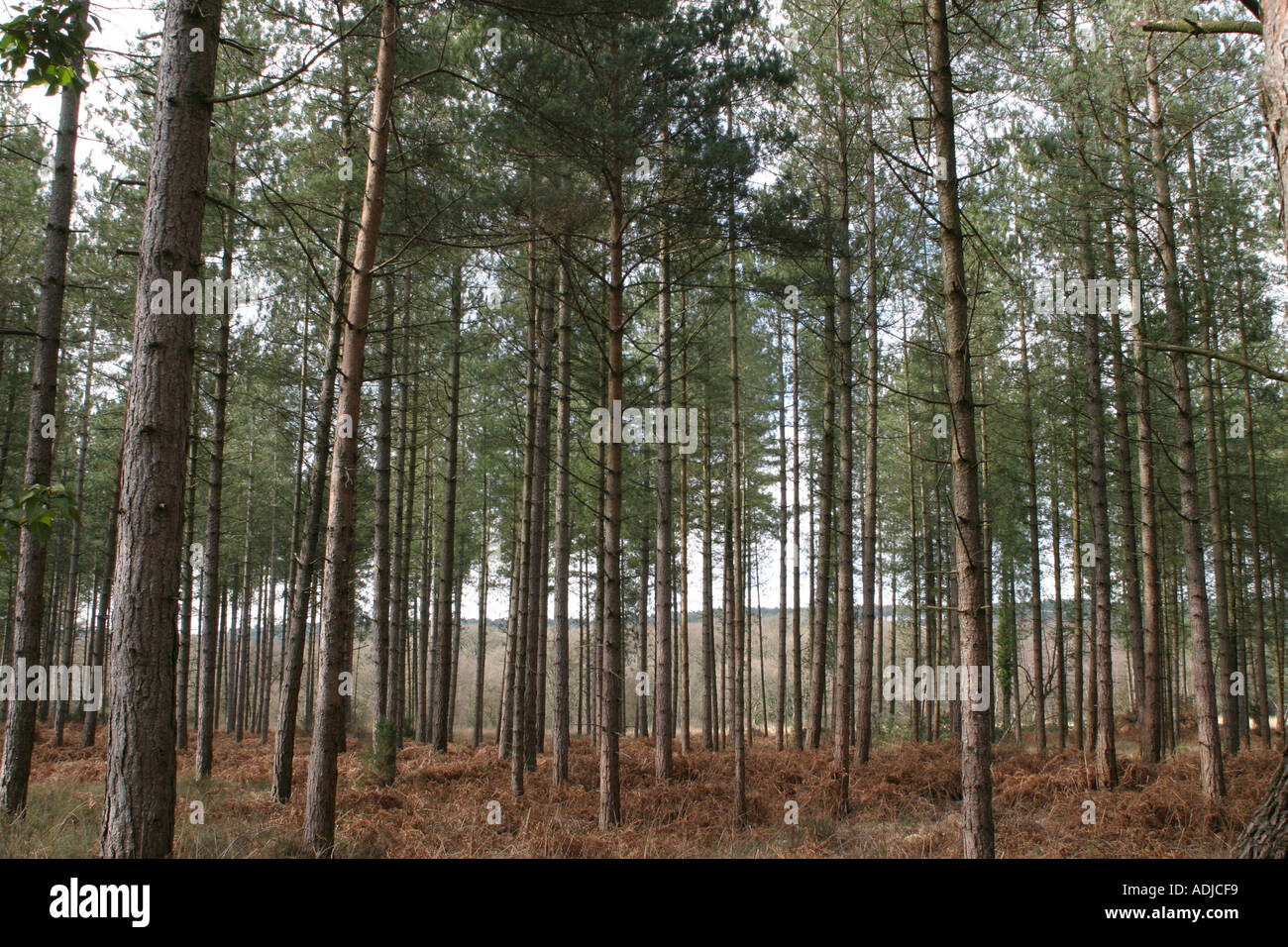 Pine forest in Dorset England Stock Photo - Alamy