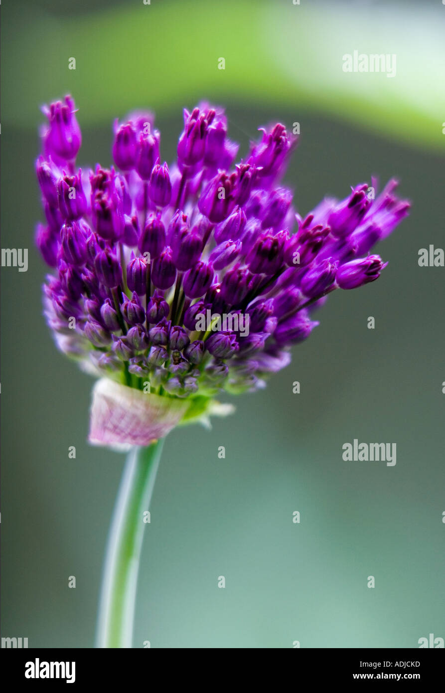 Allium purple sensation flower opening portrait against green ...