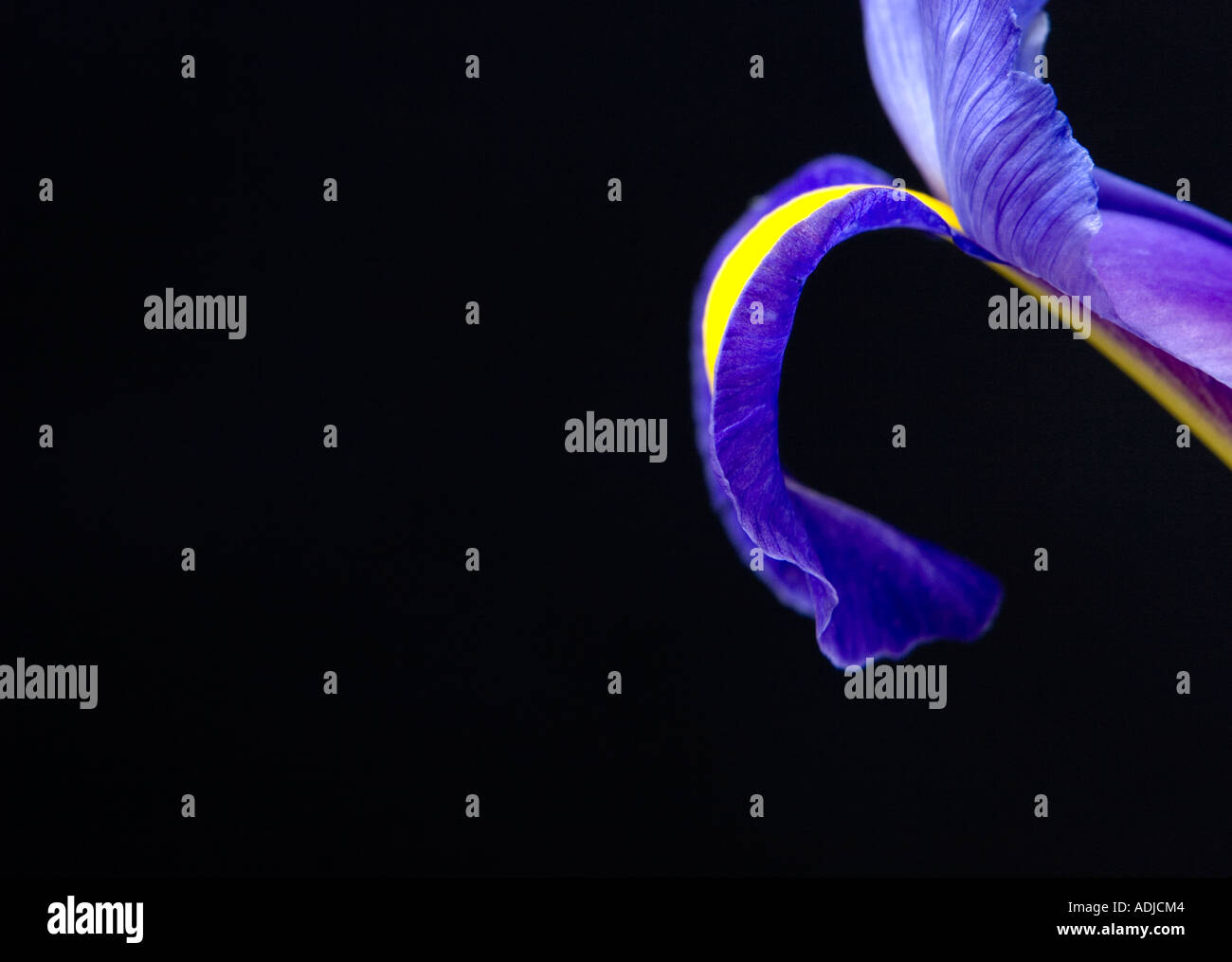 Iris x Hollandica 'Blue Magic'. Dutch Iris. Fleur de Lis ' Blue Magic ...