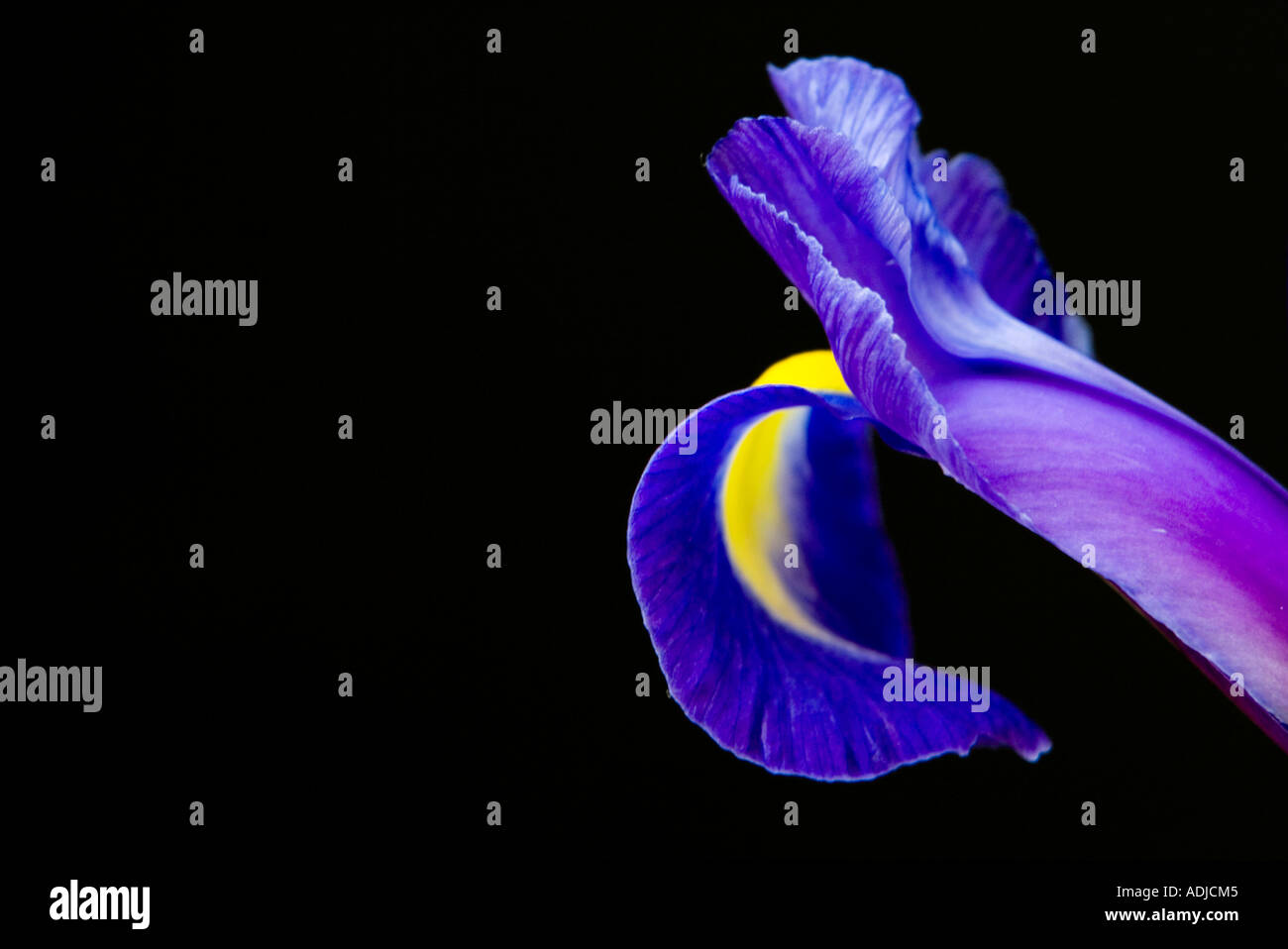 Iris x Hollandica 'Blue Magic'. Dutch Iris. Fleur de Lis ' Blue Magic ...