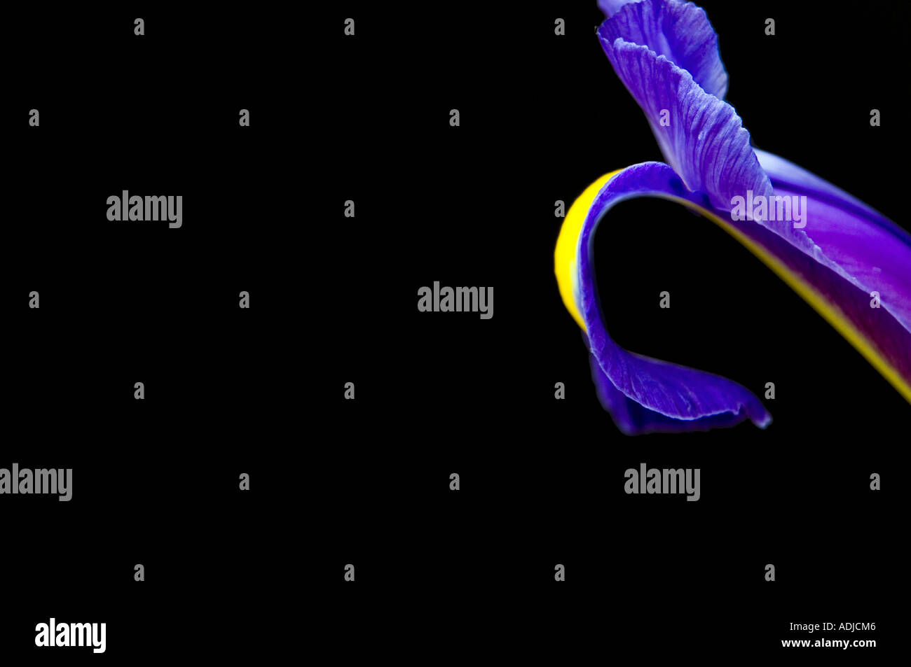 Iris x Hollandica 'Blue Magic'. Dutch Iris. Fleur de Lis ' Blue Magic ...