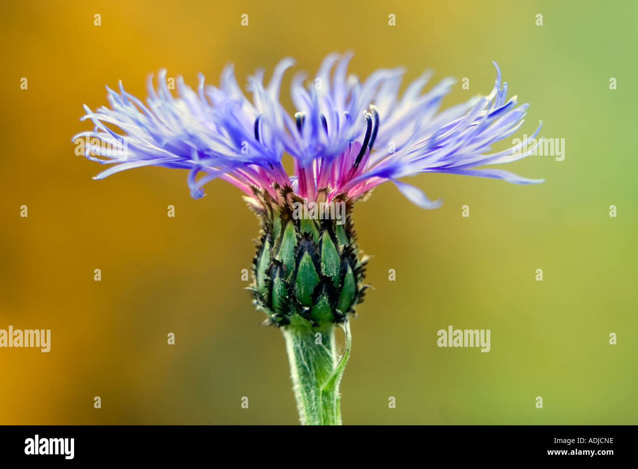 Centaurea montana. Perennial cornflower, Mountain bluet, Knapweed ...