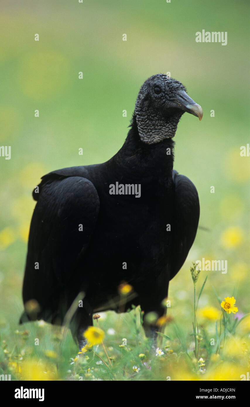 Wild meadow full flowers Cut Out Stock Images & Pictures - Alamy