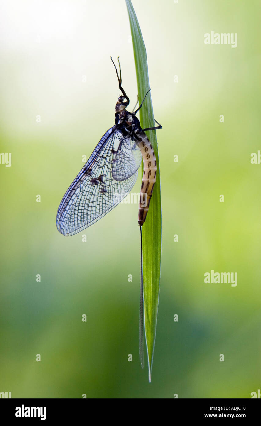 Ephemera vulgata. Mayfly on grass Stock Photo - Alamy