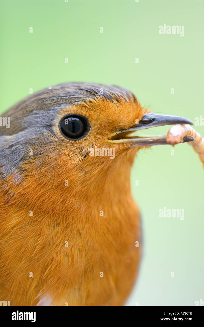 Robin with grubs hi-res stock photography and images - Alamy