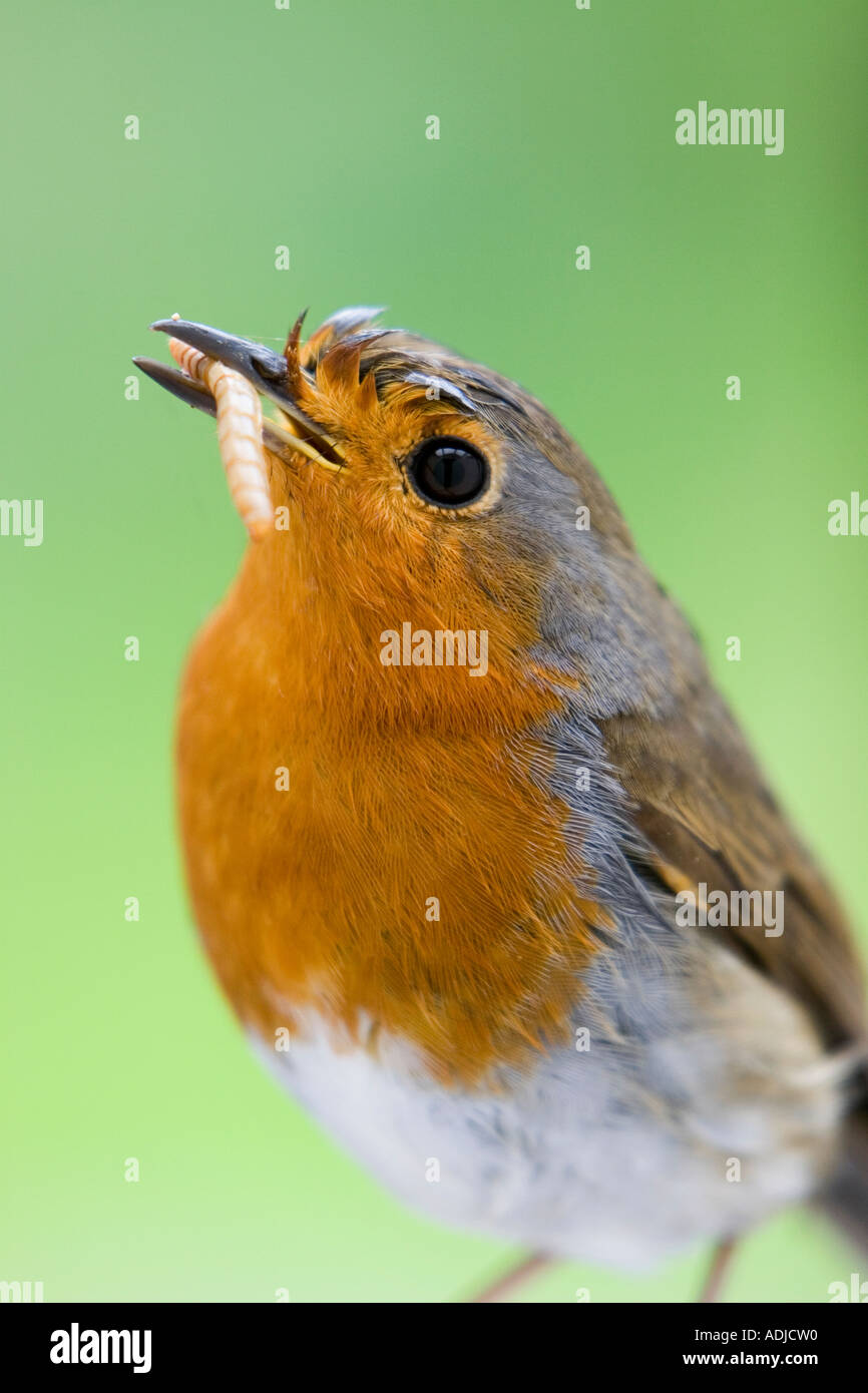 Robin with grubs hi-res stock photography and images - Alamy