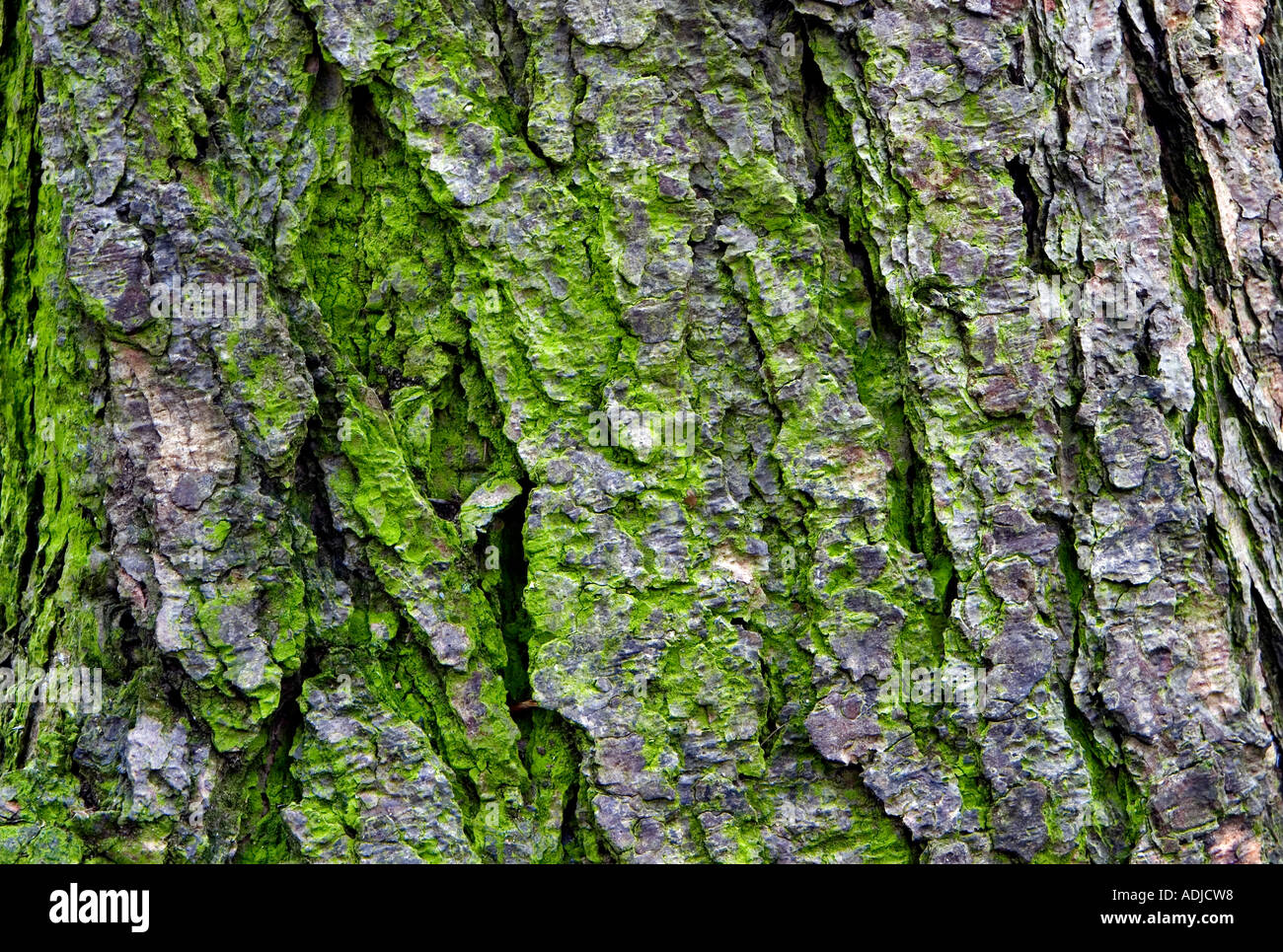 Tree Moss Texture