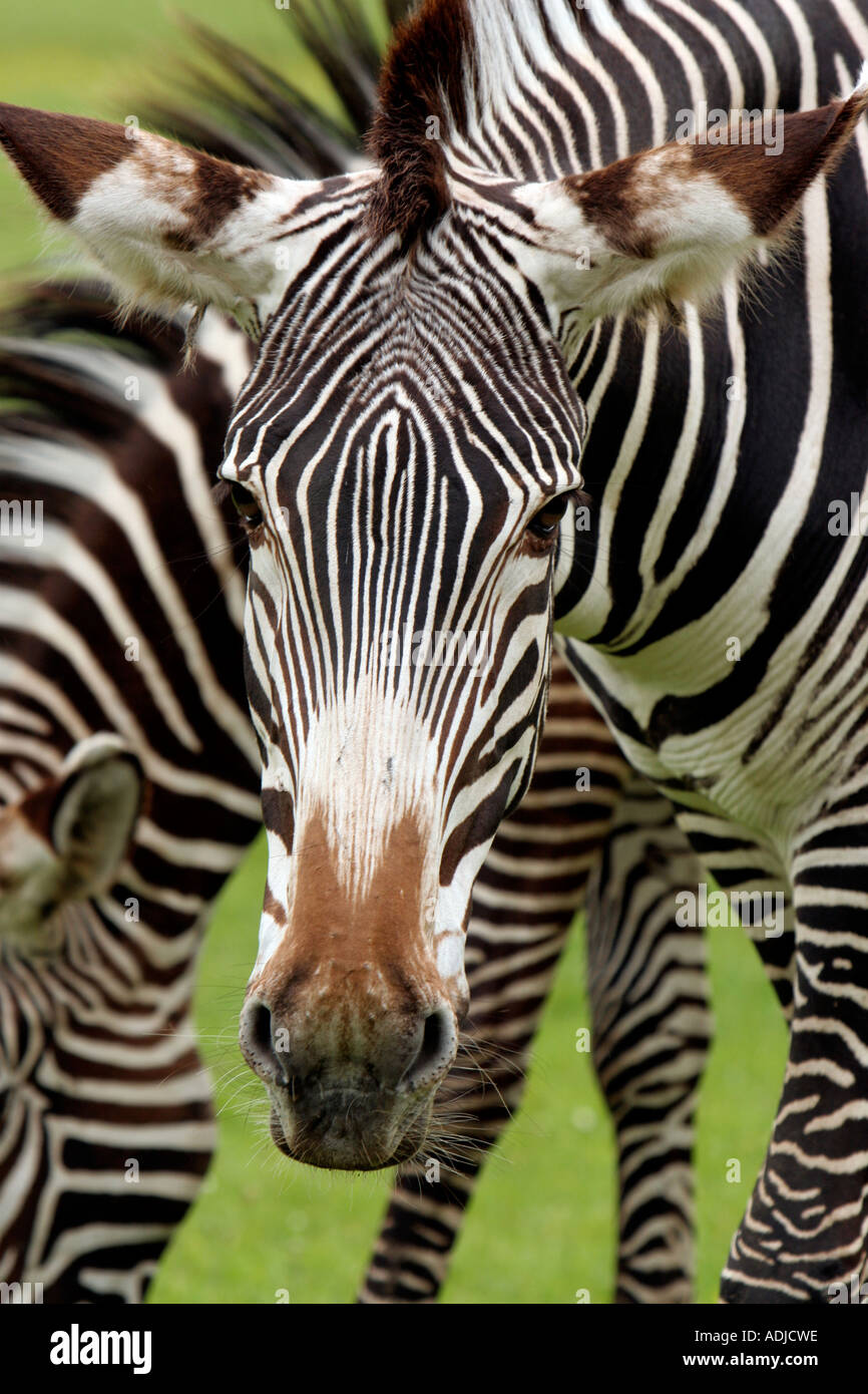 Black and white stripes hi-res stock photography and images - Alamy