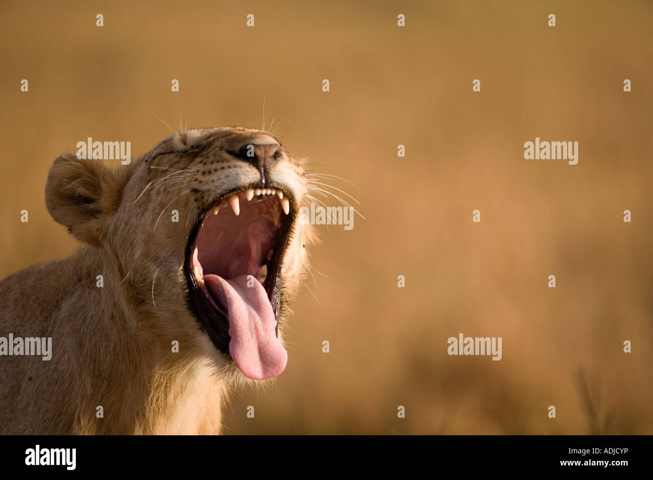 Africa Kenya Masai Mara Game Reserve Young Lion Panthera leo baring ...