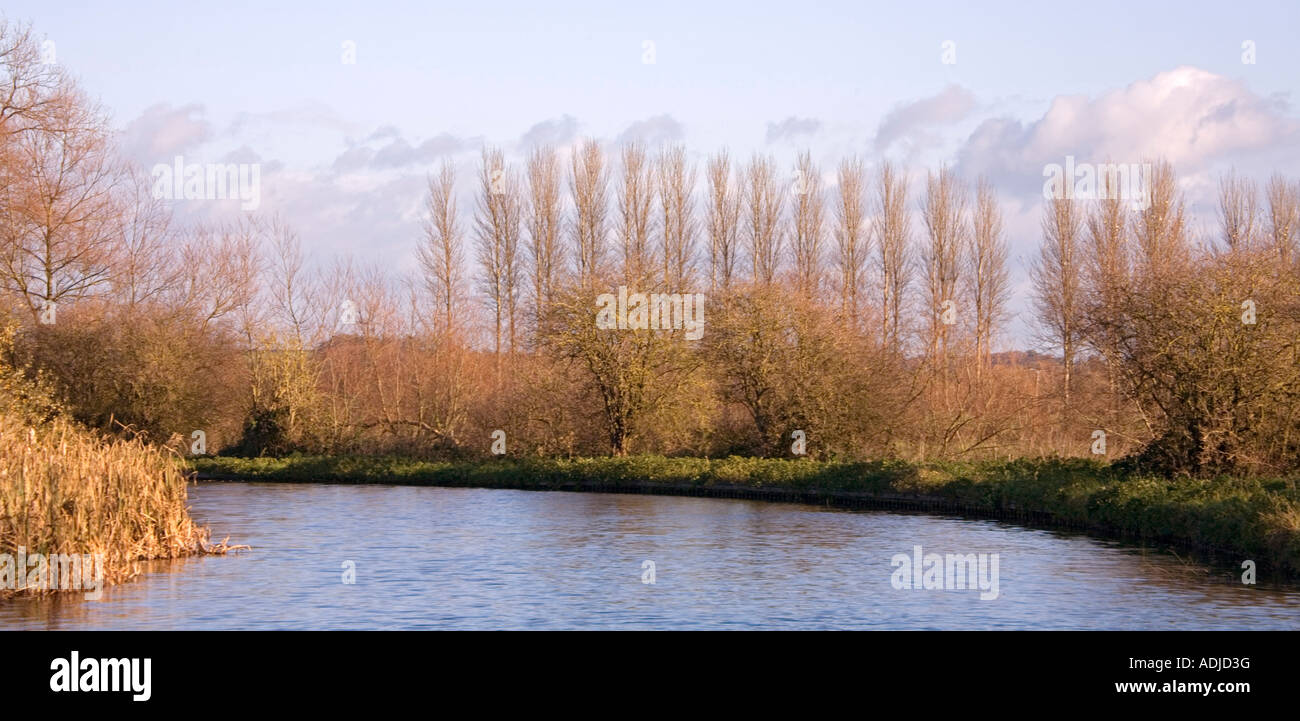Poplar Trees Autumn British Waterway Canal Staffordshire Stock Photo ...