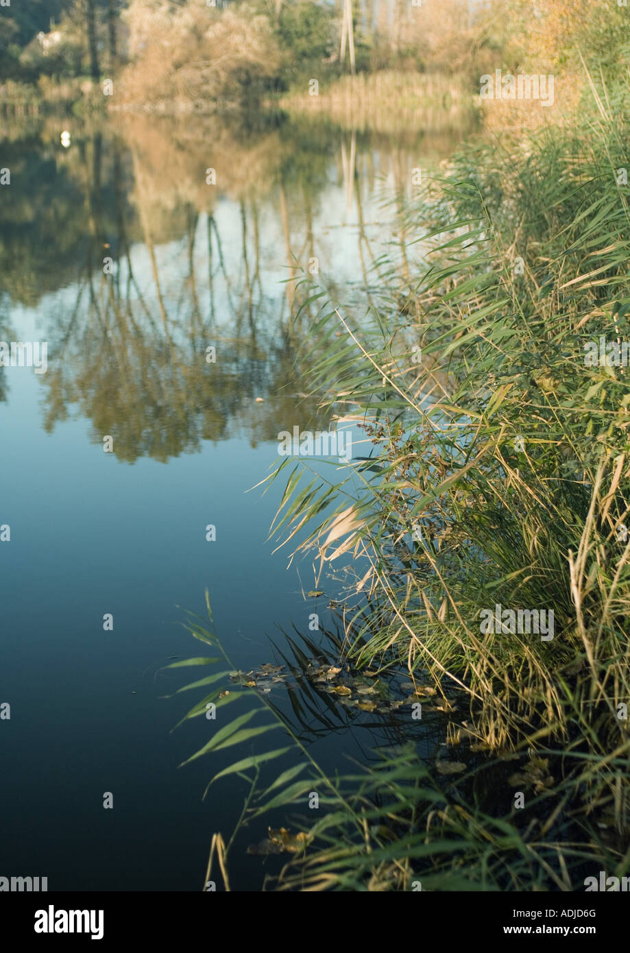 Vegetation growing along edge of water Stock Photo - Alamy